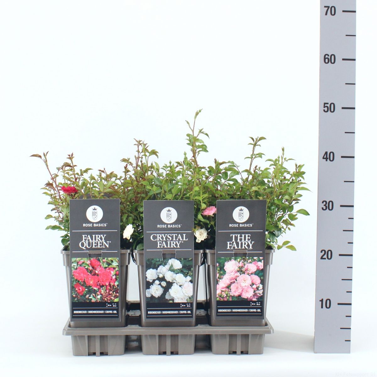 Rosa THE FAIRY MIX — Plant Wholesale FlorAccess