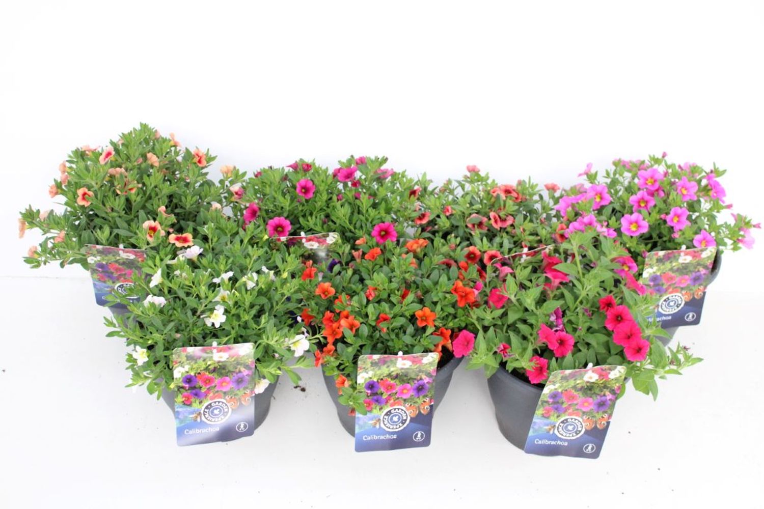 Calibrachoa MIX — Plant Wholesale FlorAccess