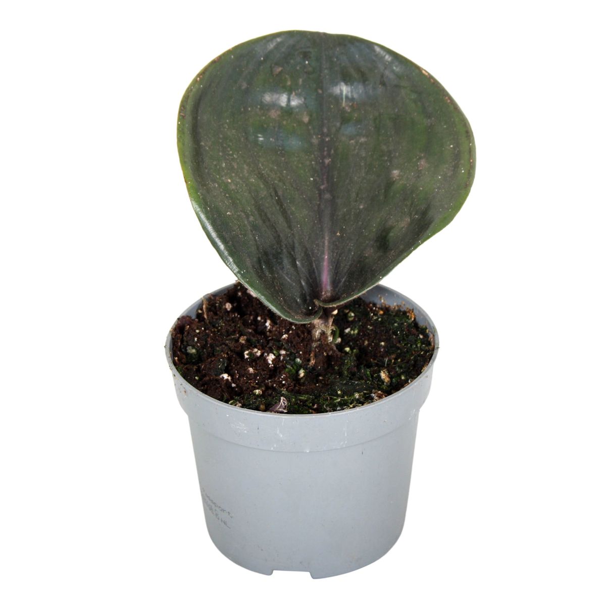 Geogenanthus ciliatus MIDNIGHT PEARL — Plant Wholesale FlorAccess