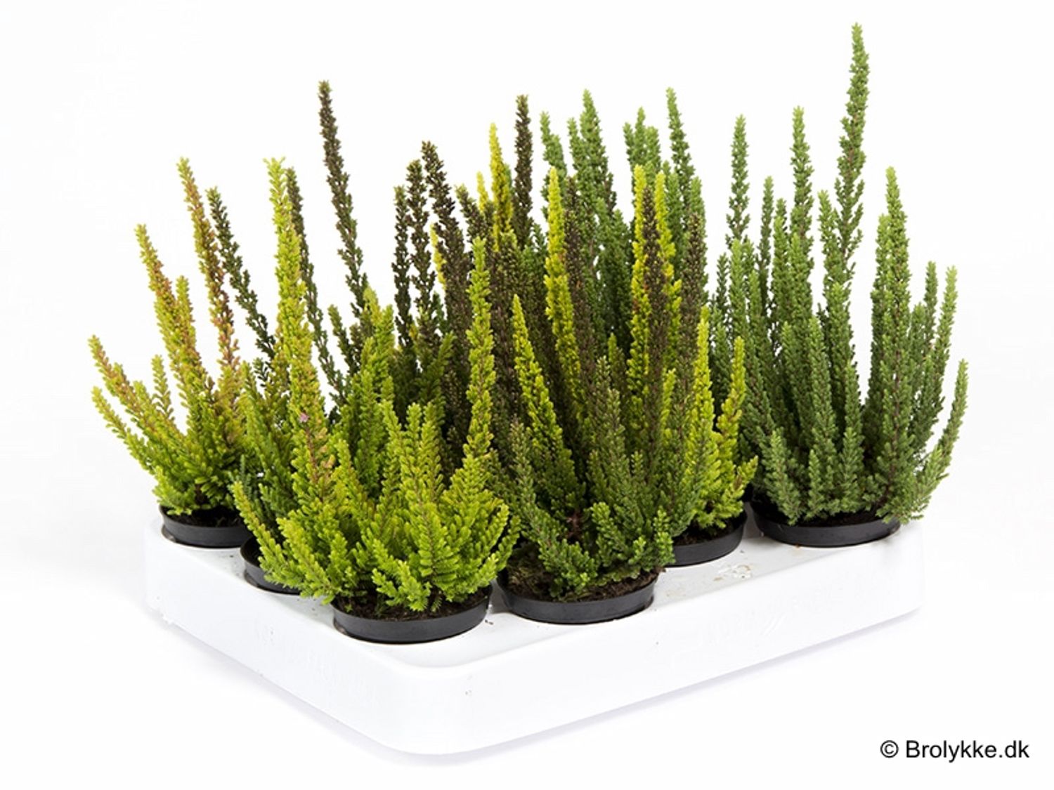 Calluna vulgaris SKYLINE MIX — Рослини оптом FlorAccess