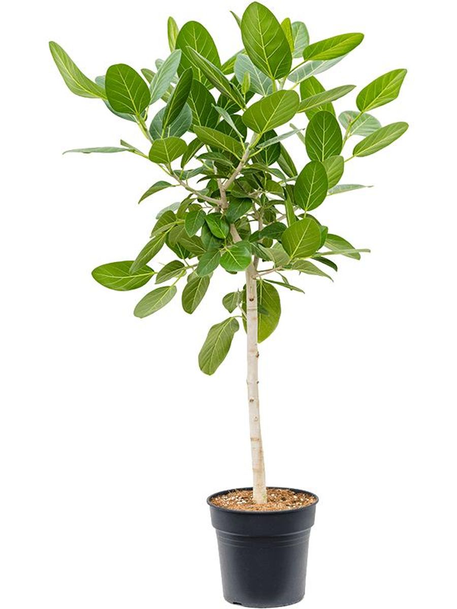 Ficus benghalensis 'Audrey' — Plant Wholesale FlorAccess