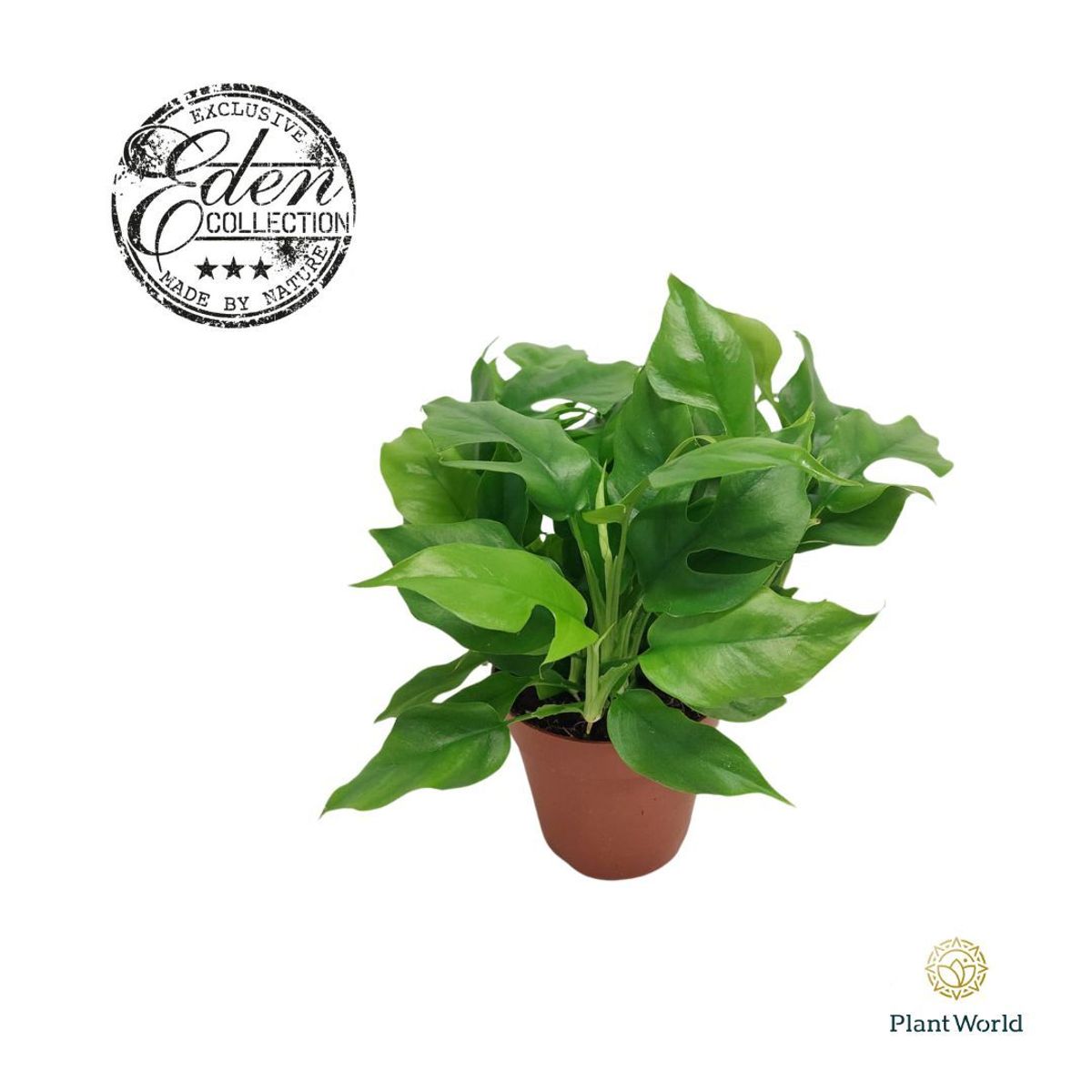 Monstera deliciosa 'Piccolo' — Plant Wholesale FlorAccess