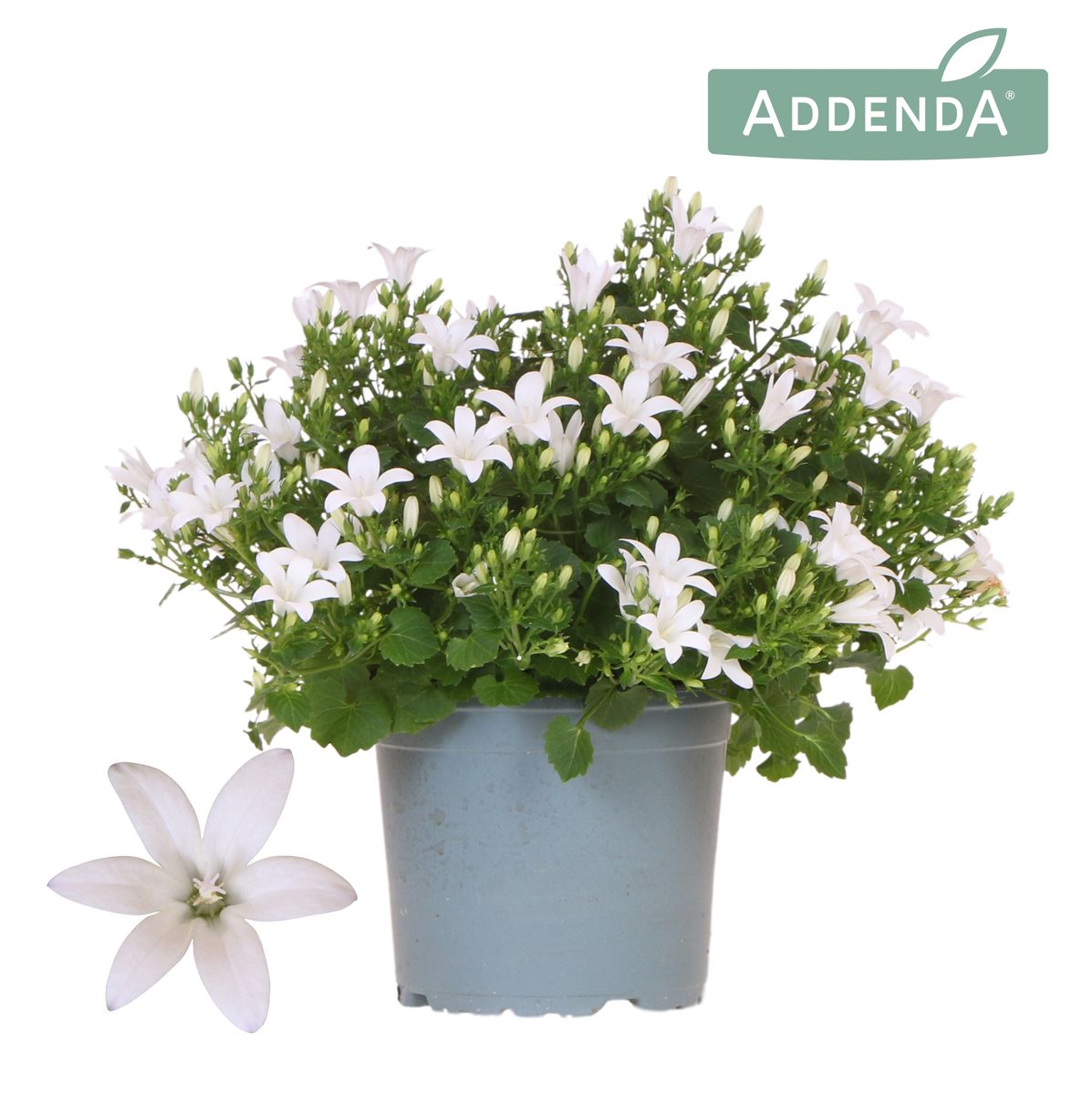 Campanula portenschlagiana AMBELLA WHITE — Plant Wholesale FlorAccess
