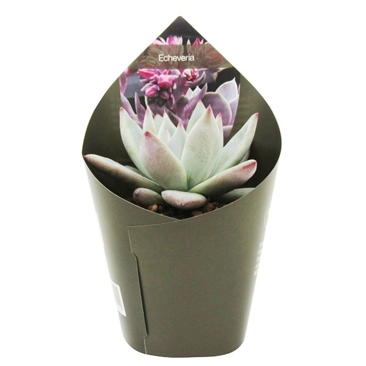 Echeveria colorata — Plant Wholesale FlorAccess