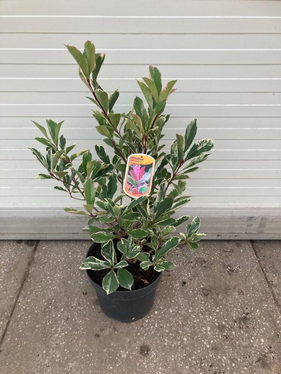 Photinia x fraseri PINK MARBLE — Plant Wholesale FlorAccess