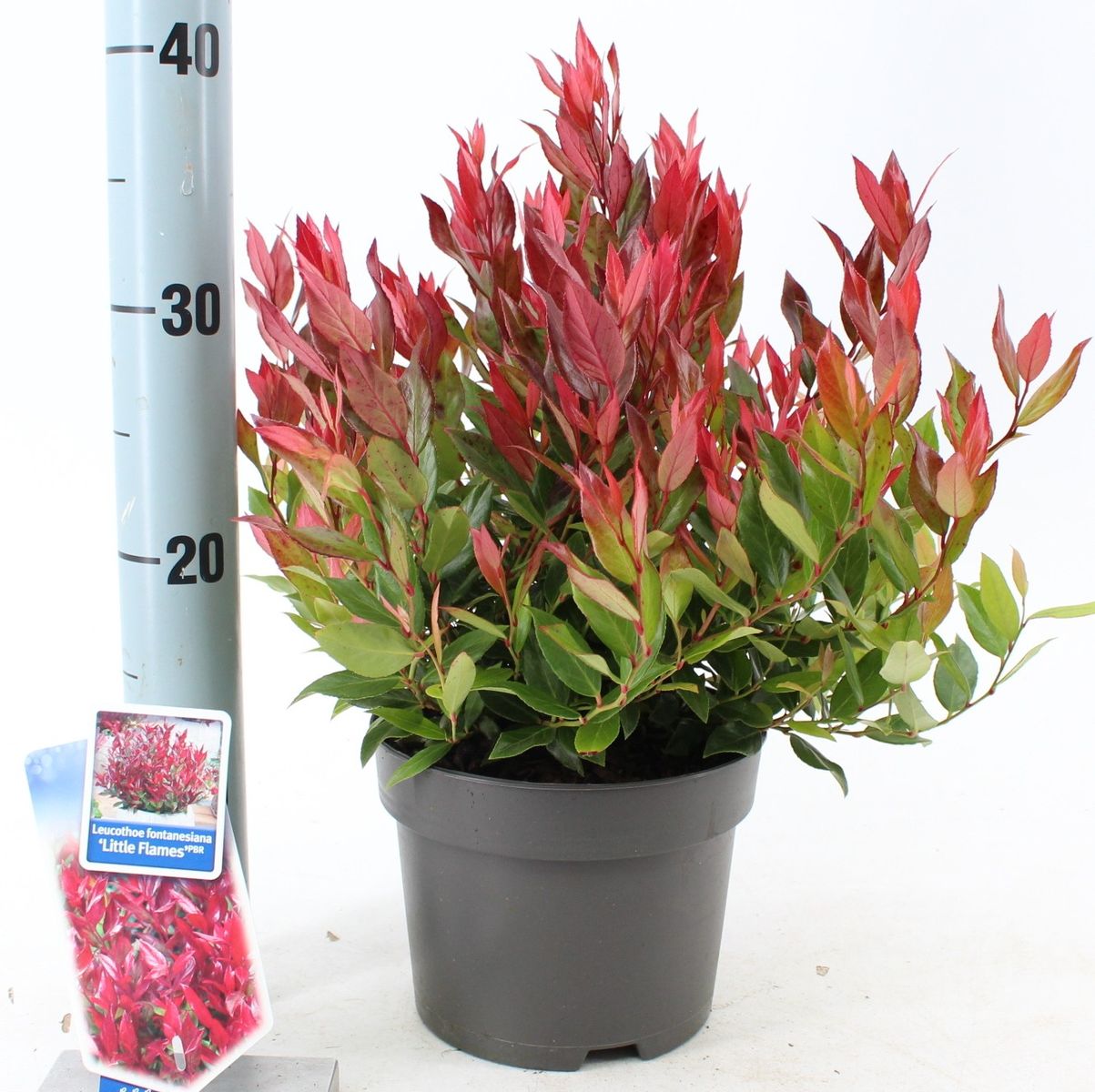 Leucothoe 'Little Flames' — Plantegrossist FlorAccess