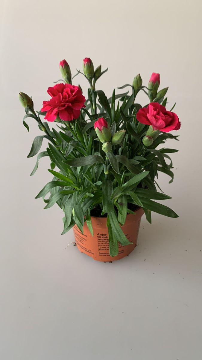 Dianthus OSCAR RED — Plant Wholesale FlorAccess