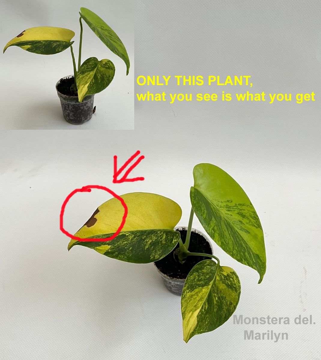Monstera 'Yellow Marilyn' — Plant Wholesale FlorAccess