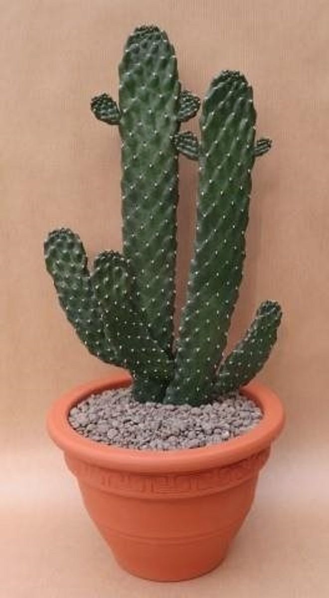 Opuntia consolea — Plant Wholesale FlorAccess