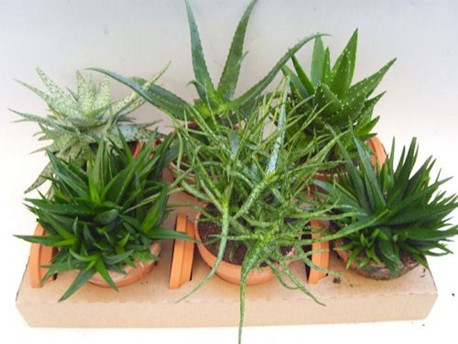 Aloe MIX — Plant Wholesale FlorAccess