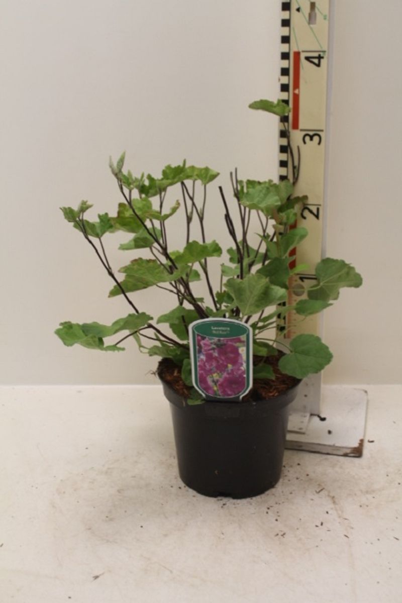 Lavatera 'Red Rum' — Plant Wholesale FlorAccess