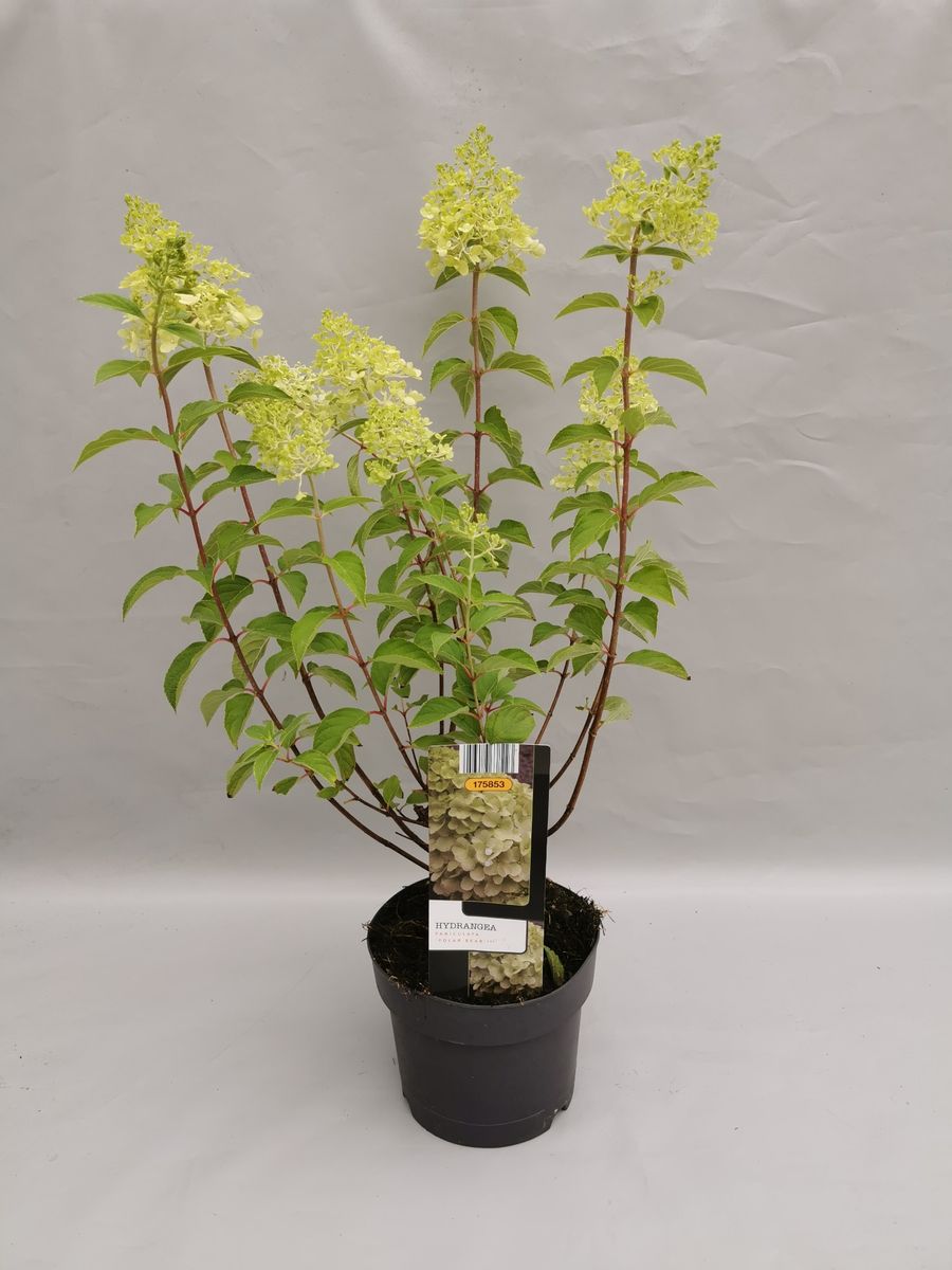 Hydrangea paniculata 'White Lady' — Pflanzengroßhandel FlorAccess