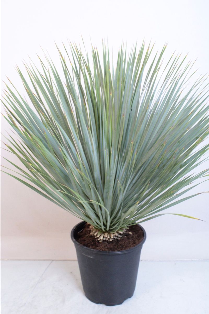 Yucca rostrata — Plant Wholesale FlorAccess