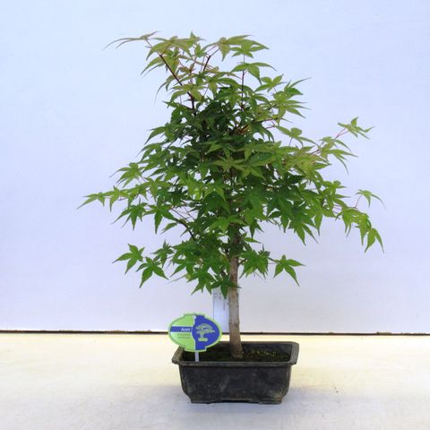 Acer palmatum 'Deshôjô' — Plant Wholesale FlorAccess
