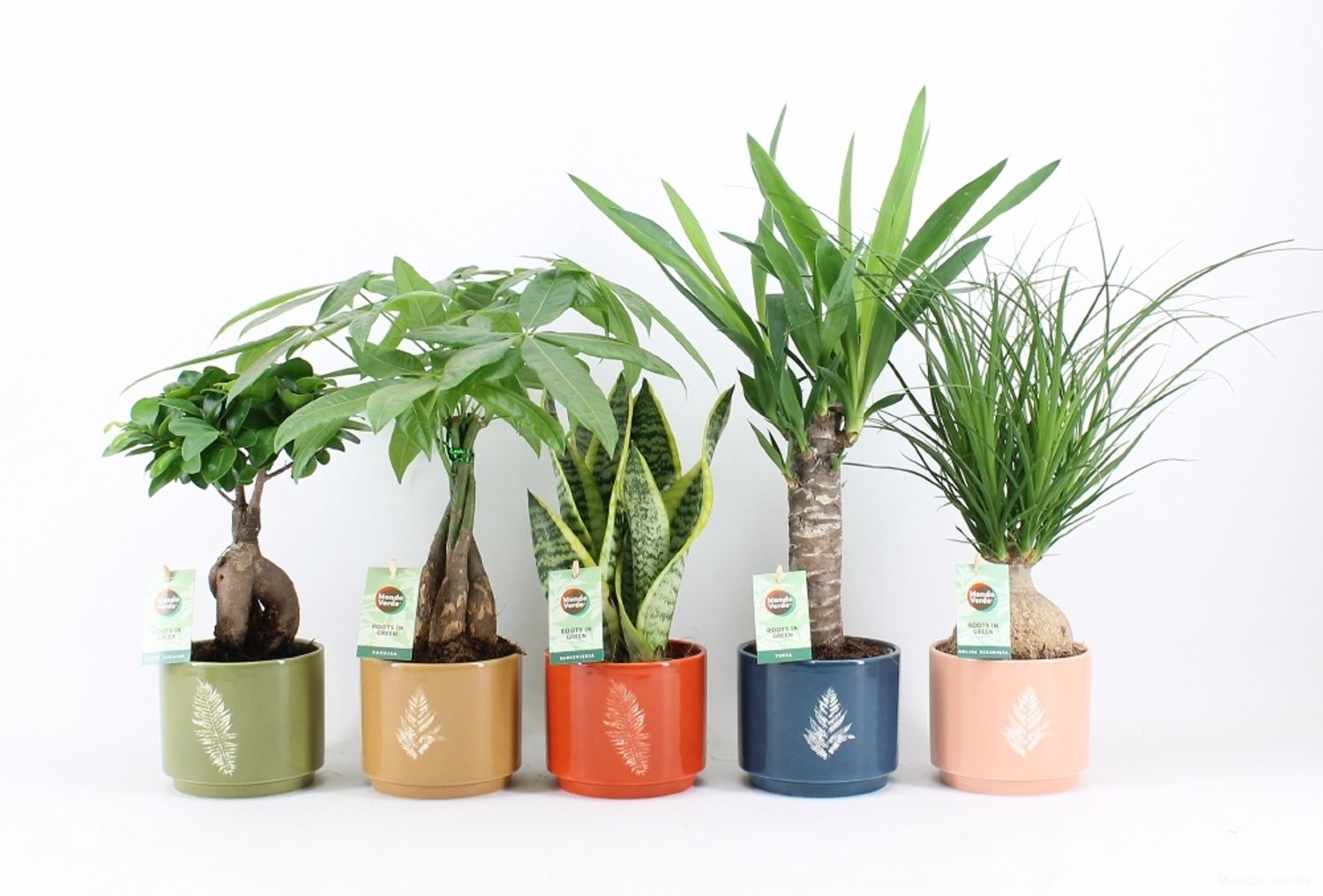 Houseplants MIX — Plant Wholesale FlorAccess