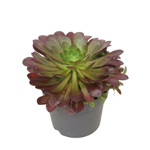 x Semponium 'Sienna' — Plant Wholesale FlorAccess