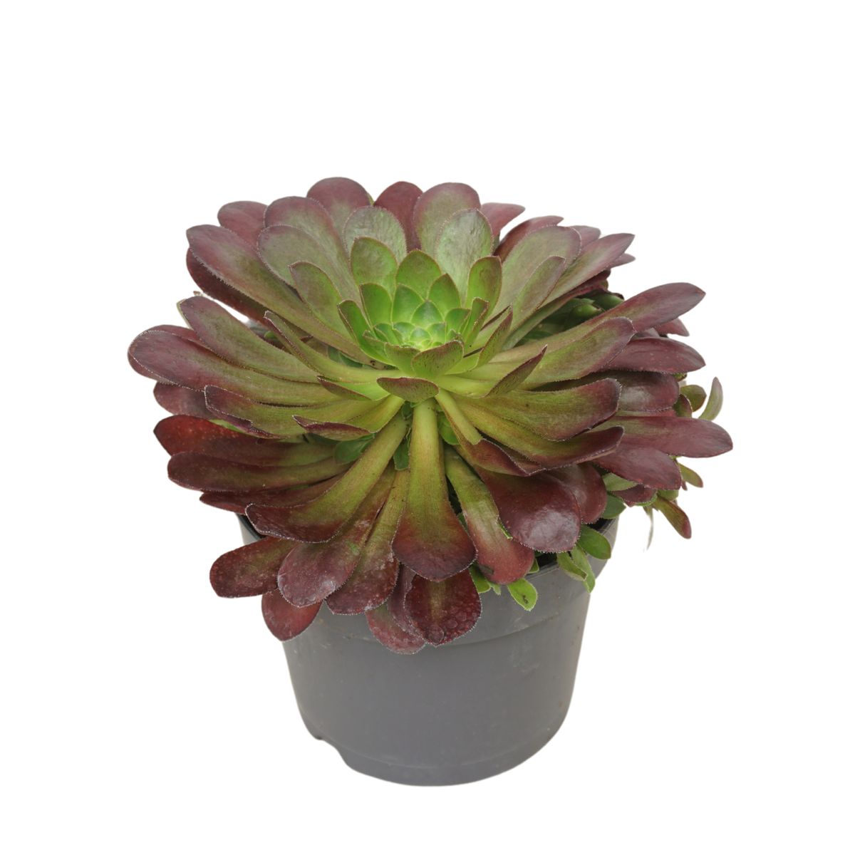 x Semponium 'Sienna' — Plant Wholesale FlorAccess