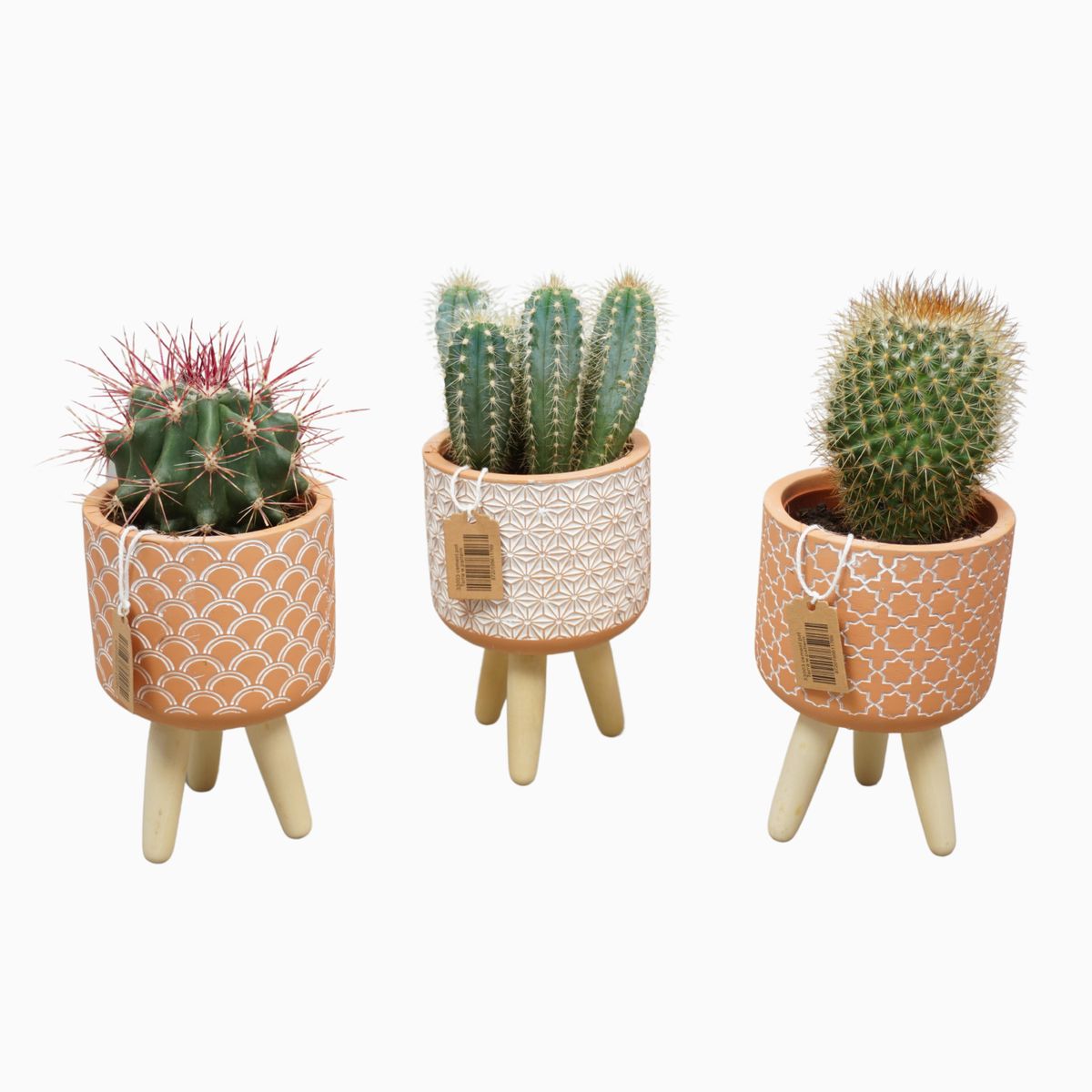 Cactus MIX — Mayorista de plantas FlorAccess