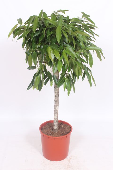 Ficus binnendijkii 'Amstel King' — Plant Wholesale FlorAccess