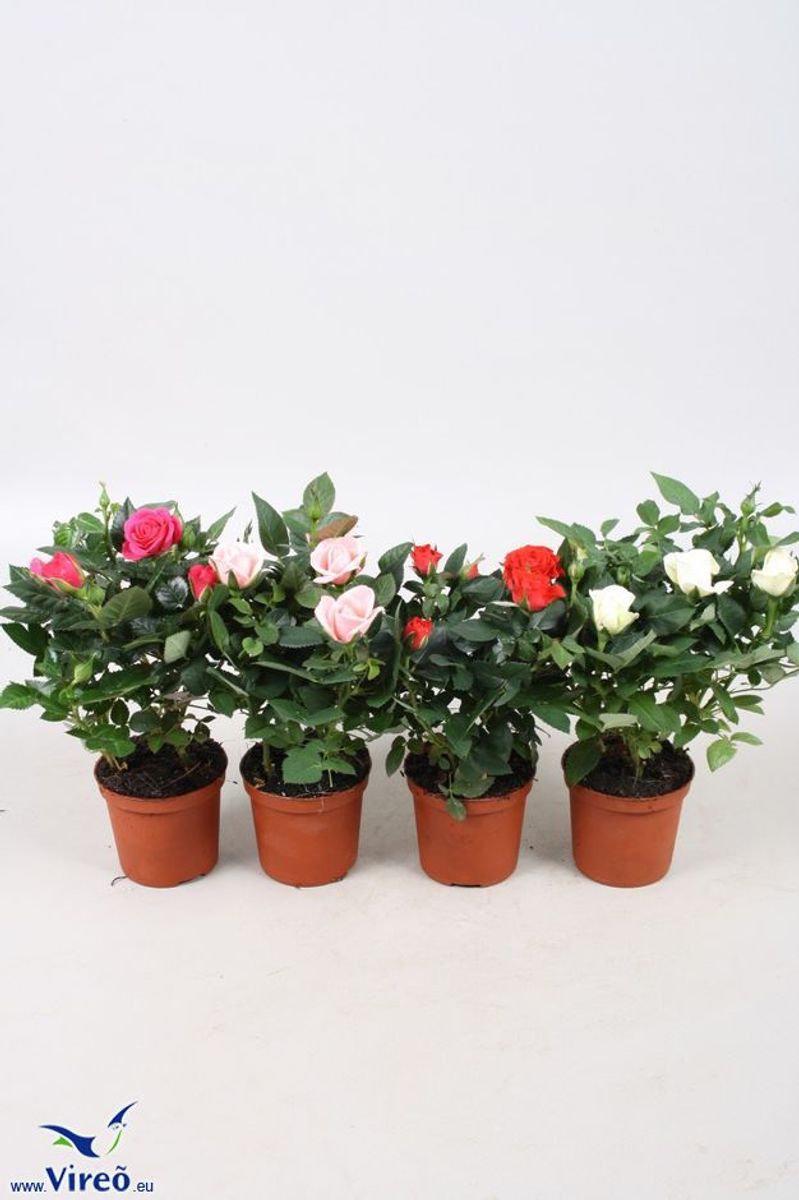 Rosa FAVOURITE ROSES MIX — Plant Wholesale FlorAccess