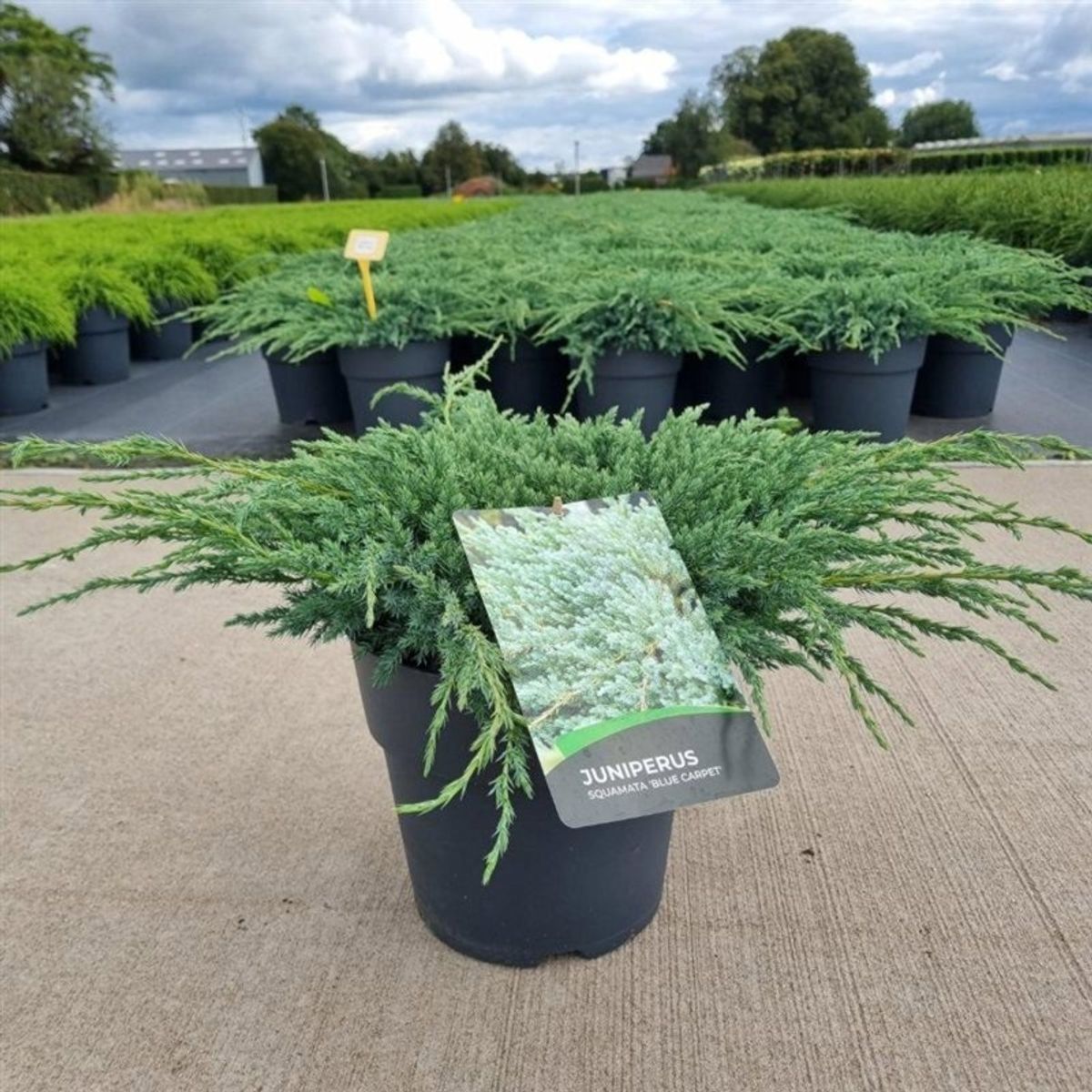 Juniperus squamata 'Blue Carpet' — Grossiste en Plantes FlorAccess