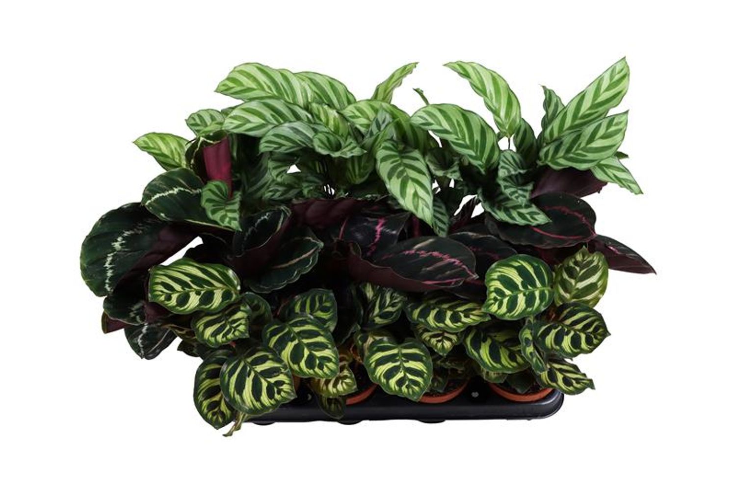 Calathea MIX — Plant Wholesale FlorAccess