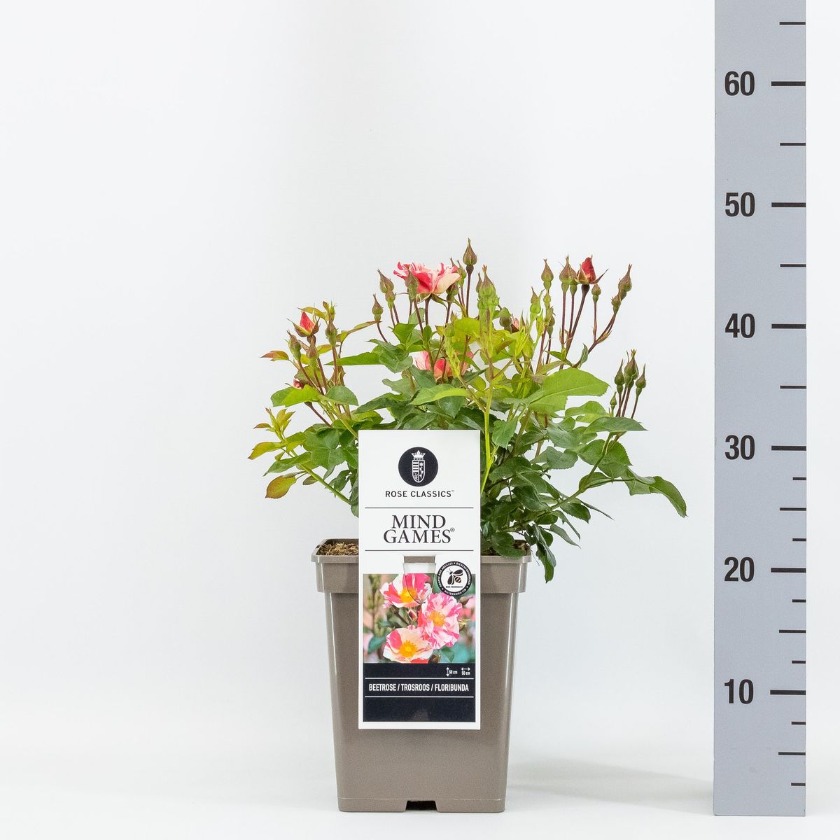 Rosa MIND GAMES — Plant Wholesale FlorAccess