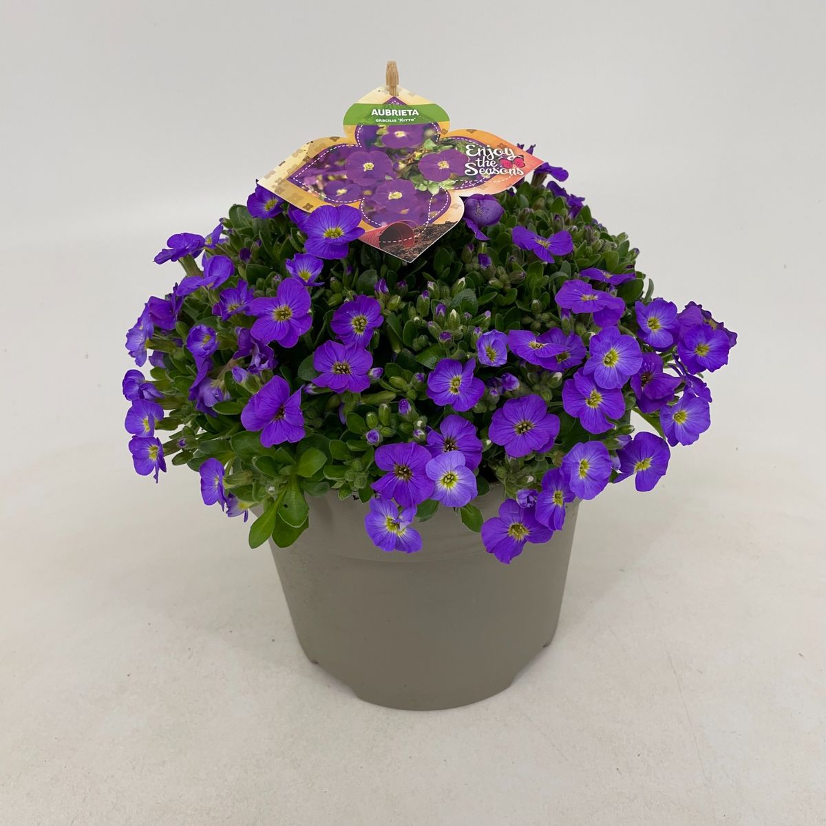 Aubrieta gracilis 'Kitte' — Plant Wholesale FlorAccess