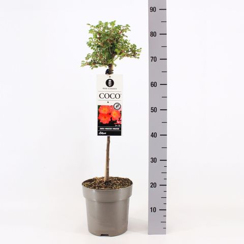 Rosa COCO — Рослини оптом FlorAccess