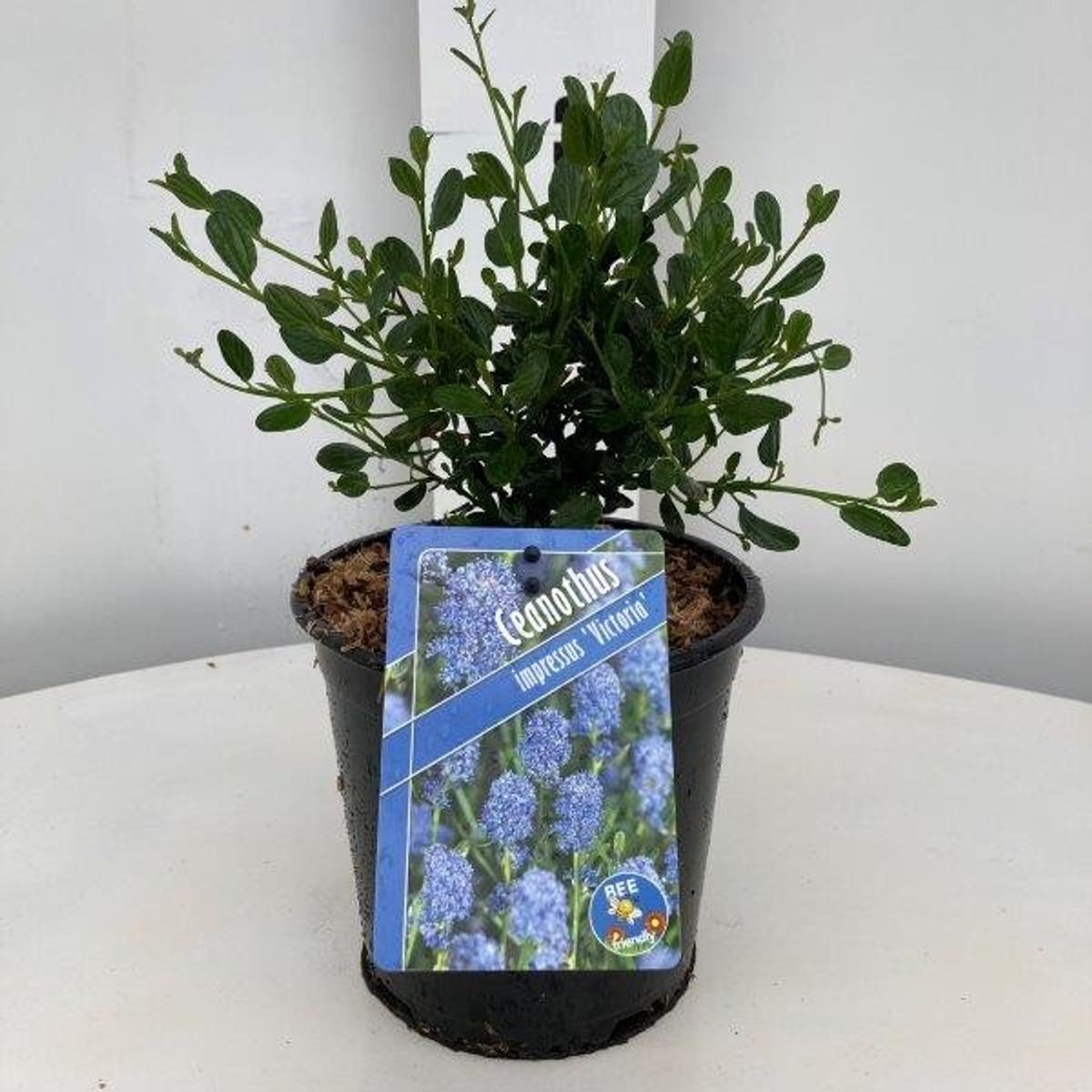 Ceanothus impressus 'Victoria' — Plant Wholesale FlorAccess