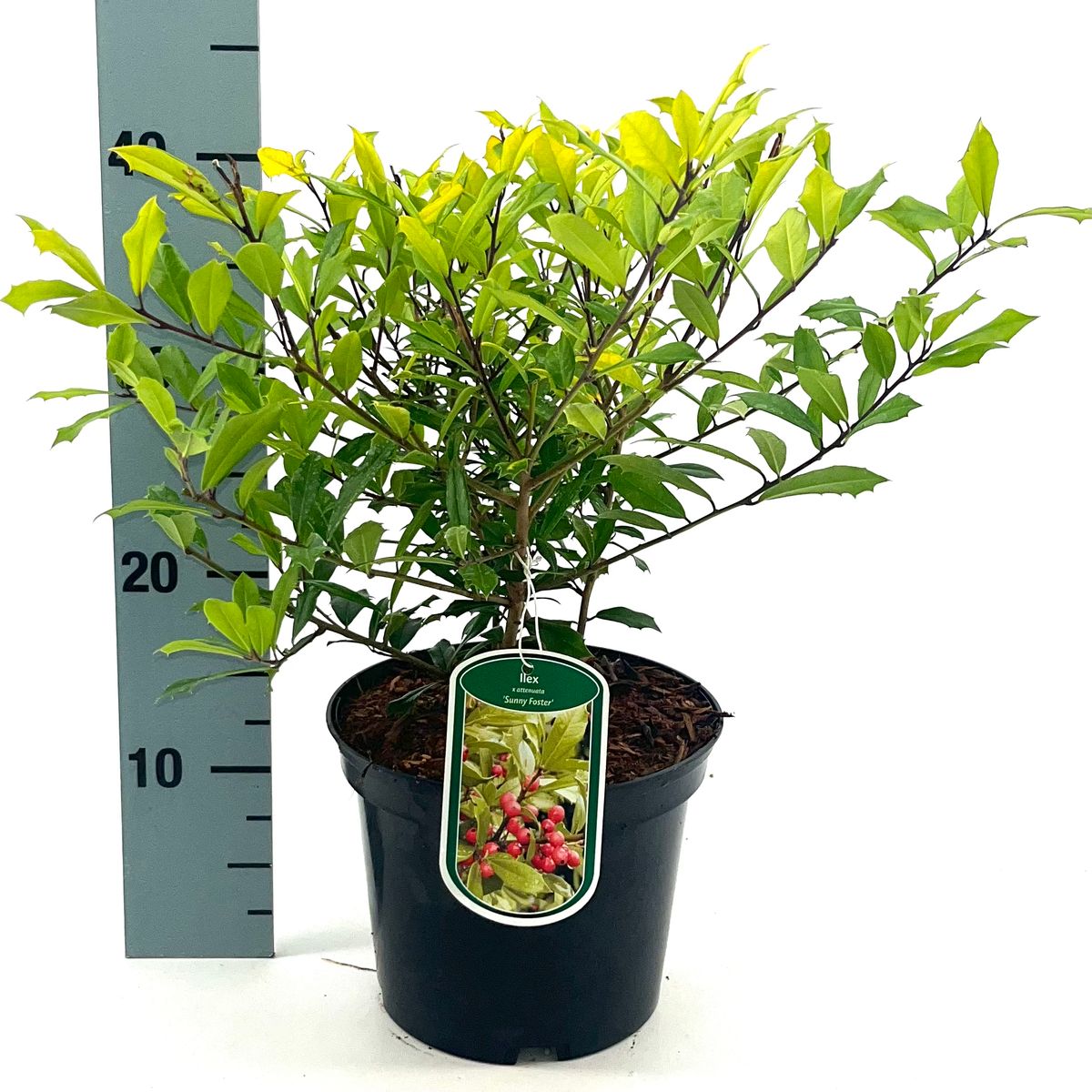 Ilex x attenuata 'Sunny Foster' — Plant Wholesale FlorAccess