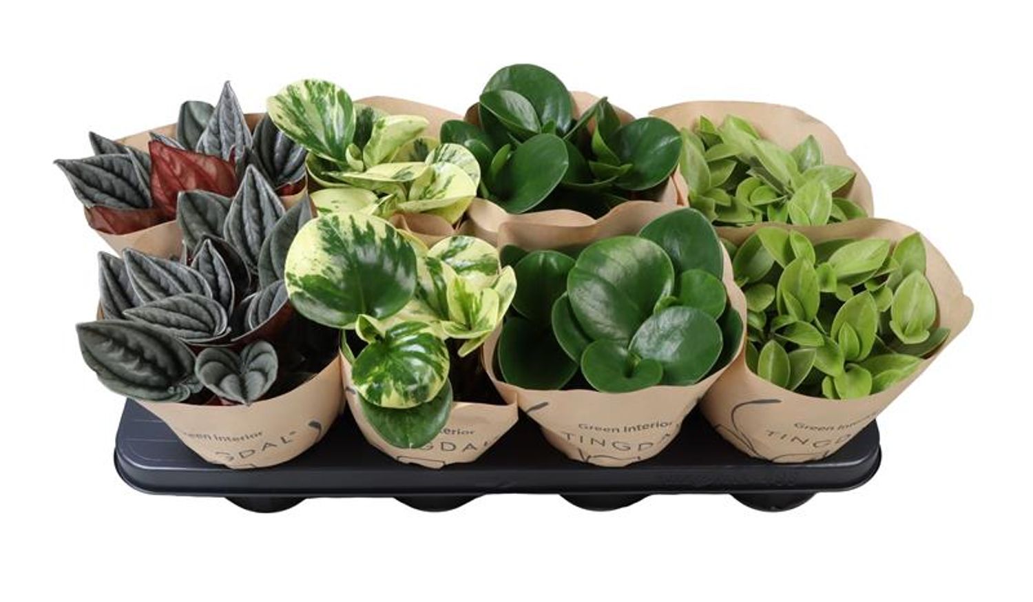 Peperomia MIX — Plant Wholesale FlorAccess