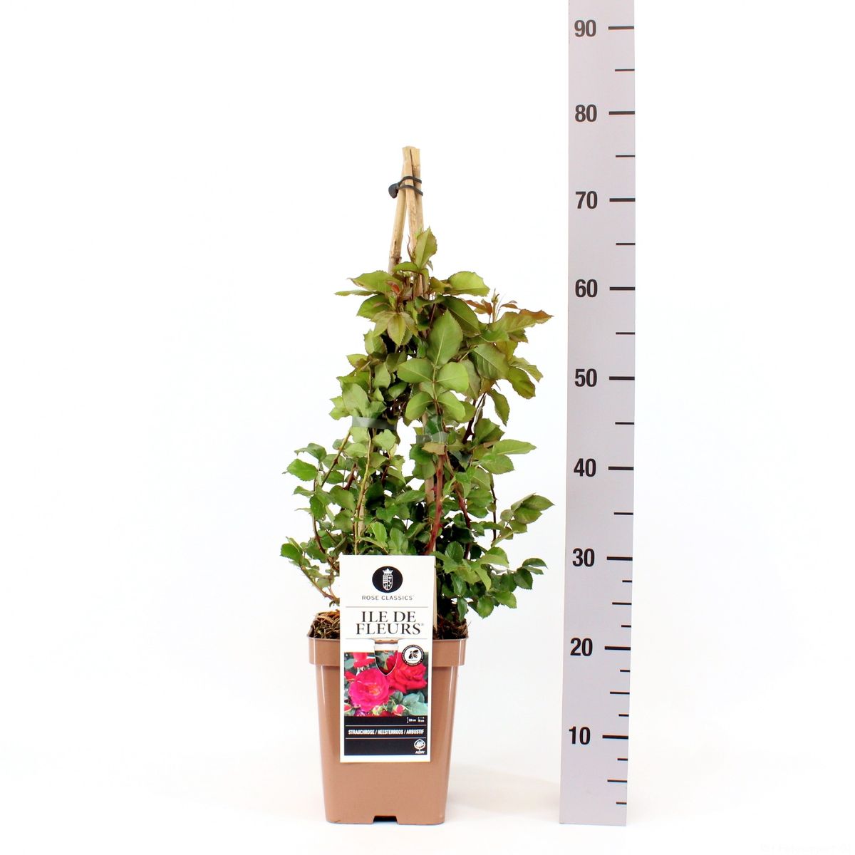 Rosa ILE DE FLEURS — Plant Wholesale FlorAccess