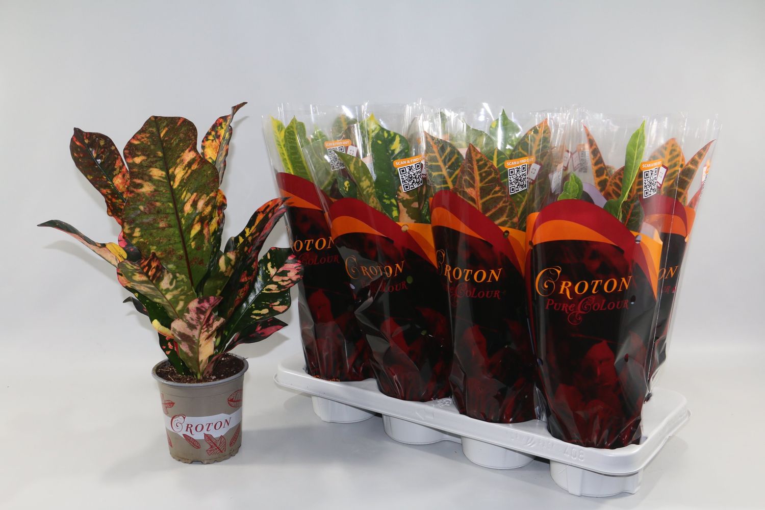 Codiaeum variegatum MIX — Plant Wholesale FlorAccess