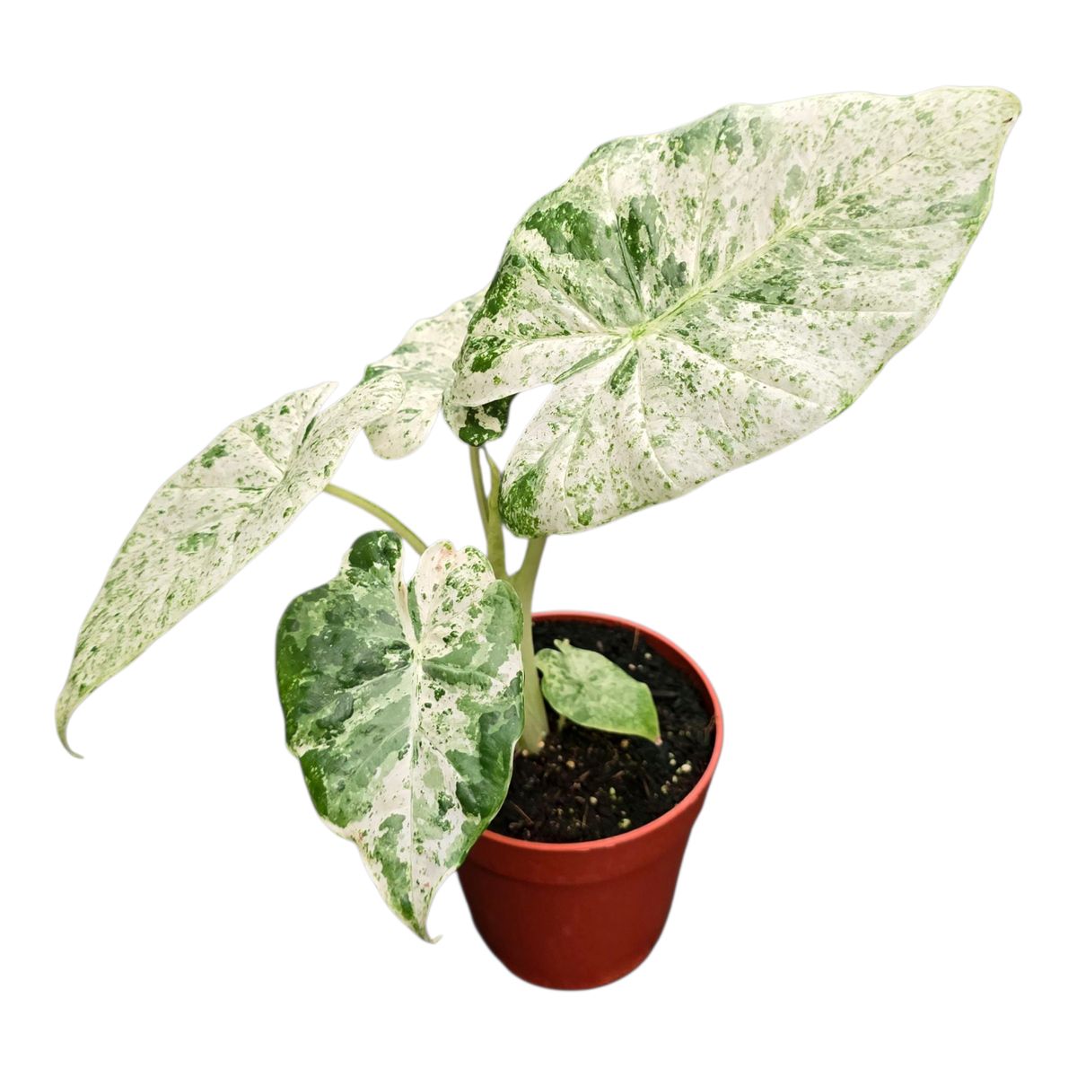 Alocasia odora 'Batik Variegata' — Plant Wholesale FlorAccess