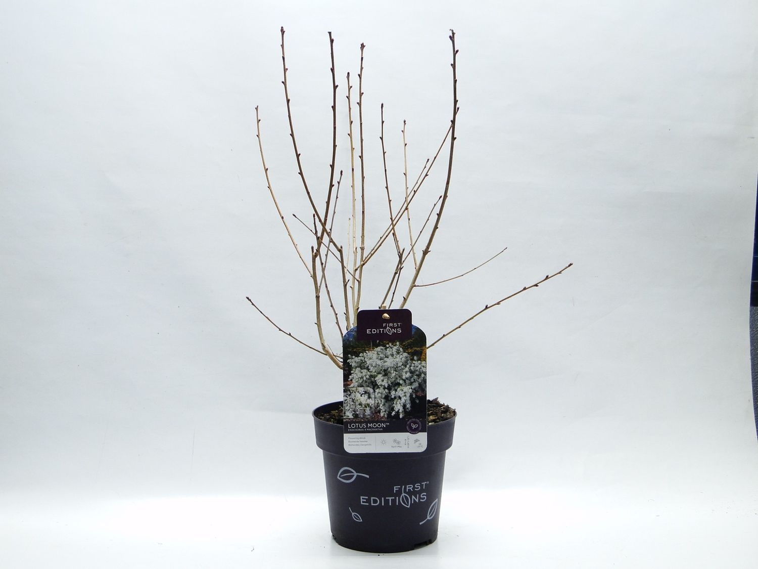 Exochorda x macrantha LOTUS MOON — Plant Wholesale FlorAccess