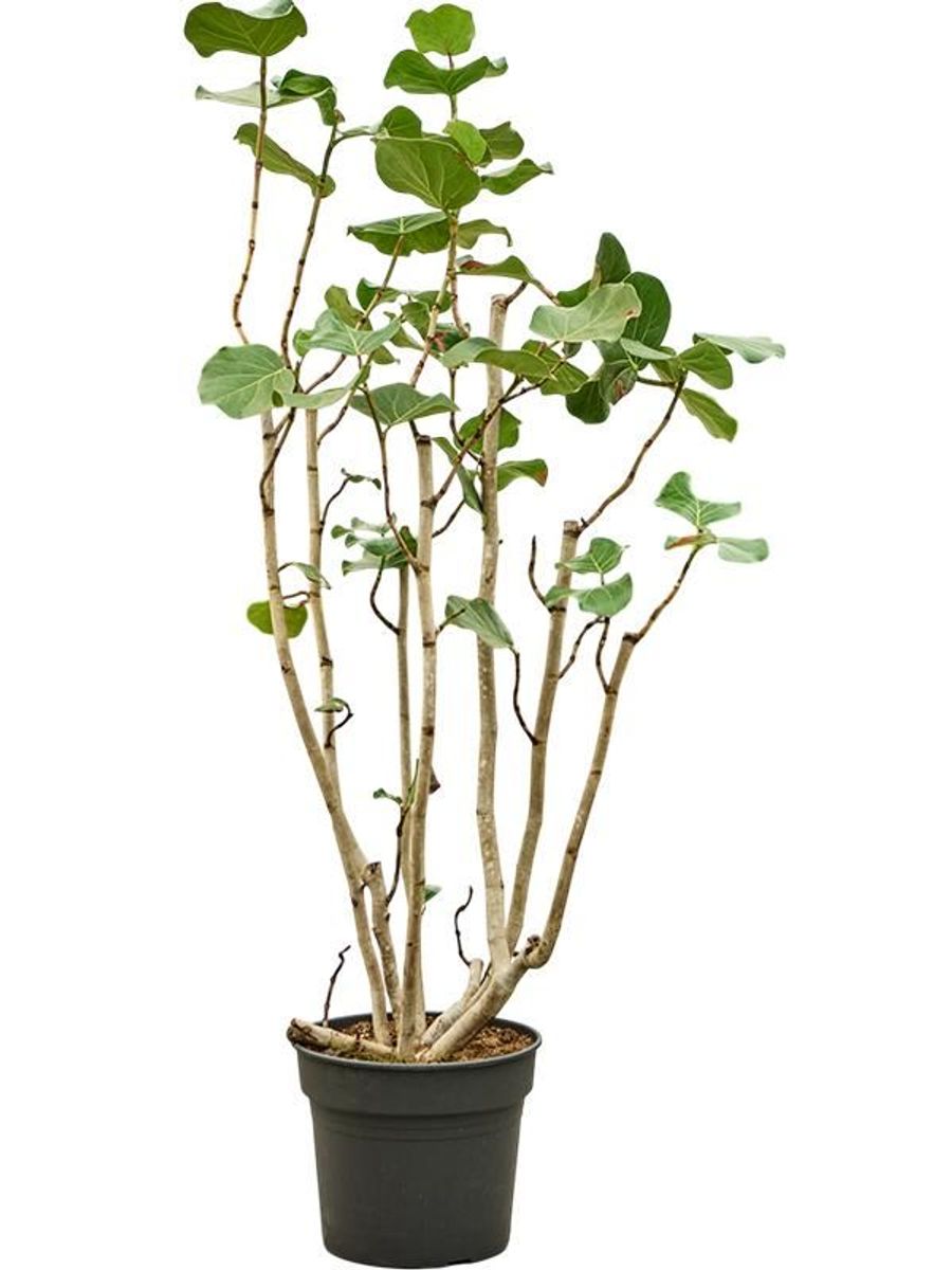 Coccoloba uvifera — Mayorista de plantas FlorAccess