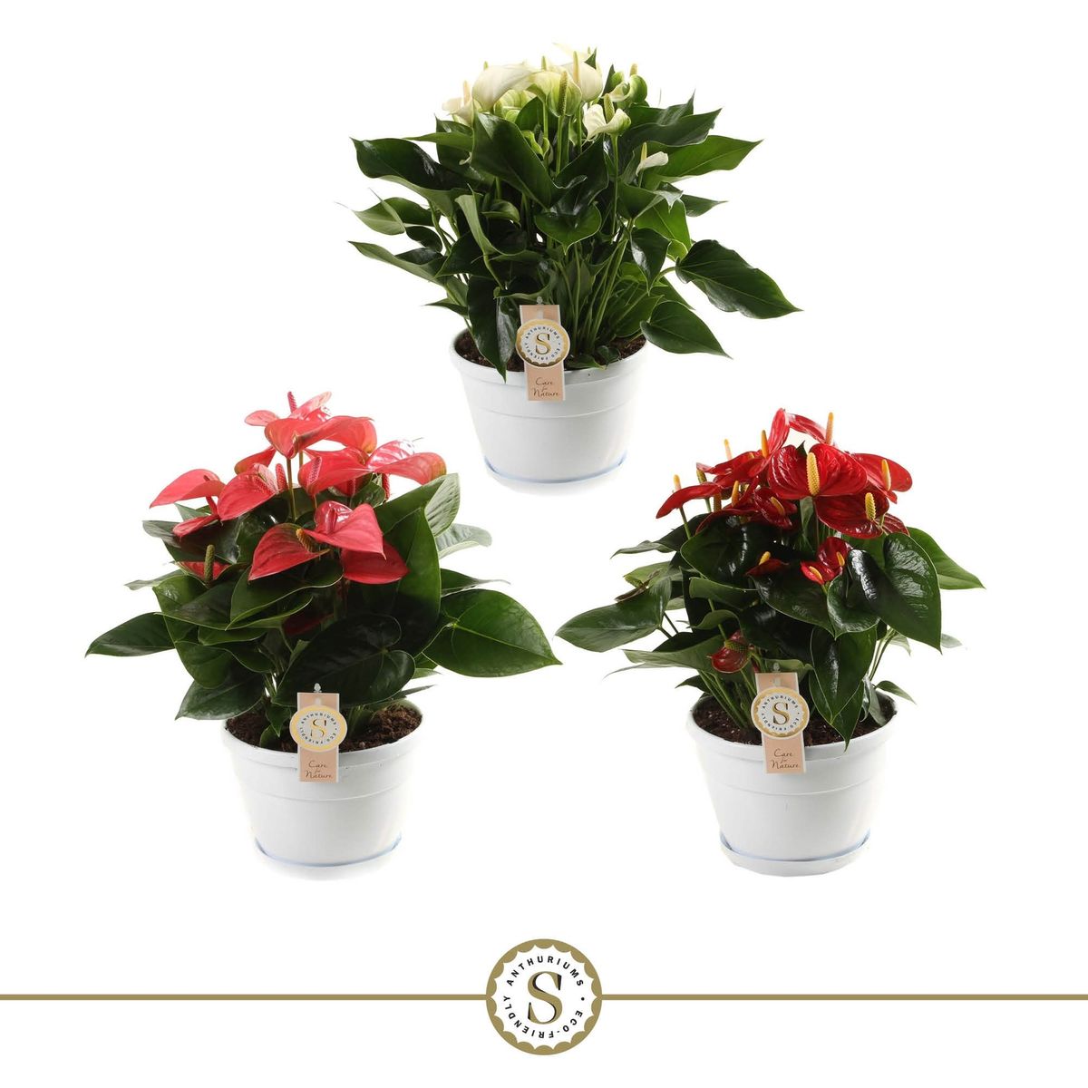 Anthurium MIX — Plant Wholesale FlorAccess