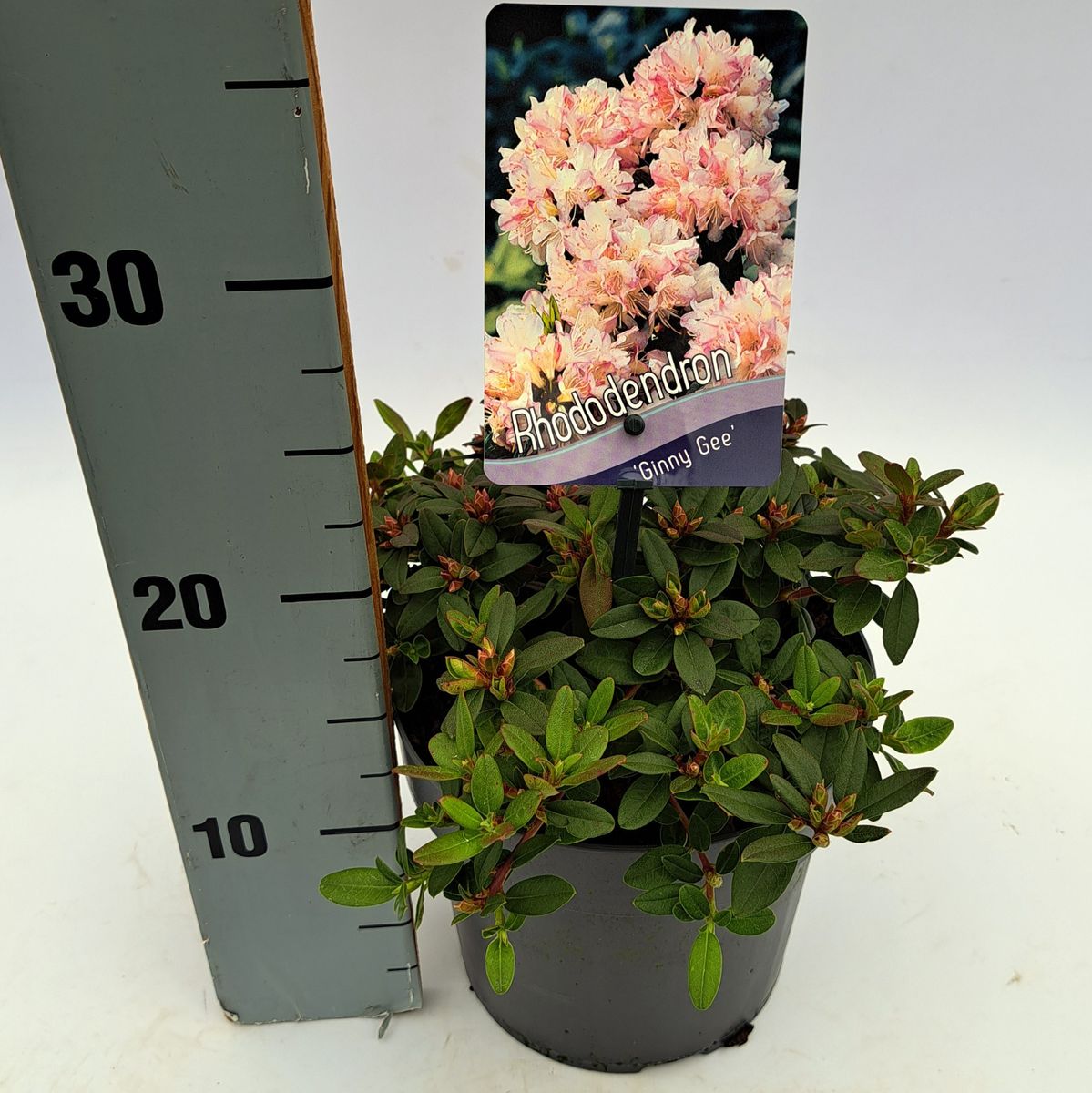 Rhododendron 'Ginny Gee' — Plant Wholesale FlorAccess