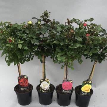 Rosa MIX — Plant Wholesale FlorAccess
