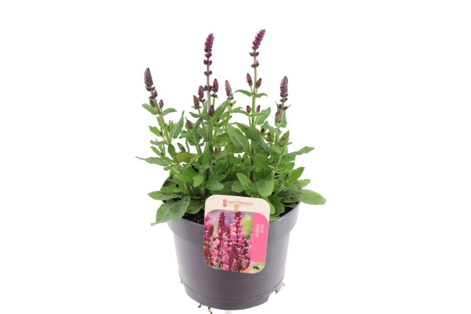 Salvia nemorosa 'Apex Pink' — Plant Wholesale FlorAccess