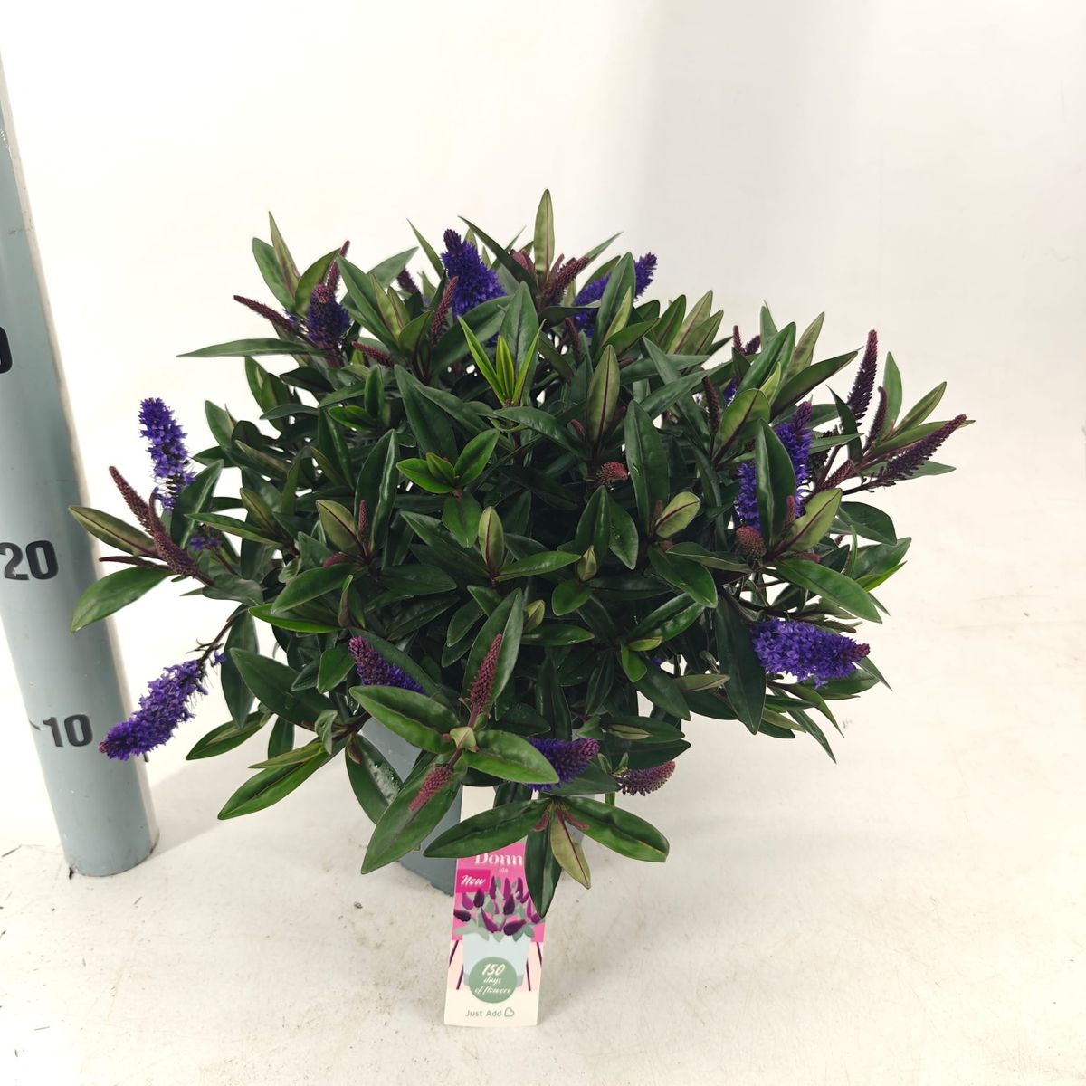 Hebe HEBEDONNA IDA — Plant Wholesale FlorAccess