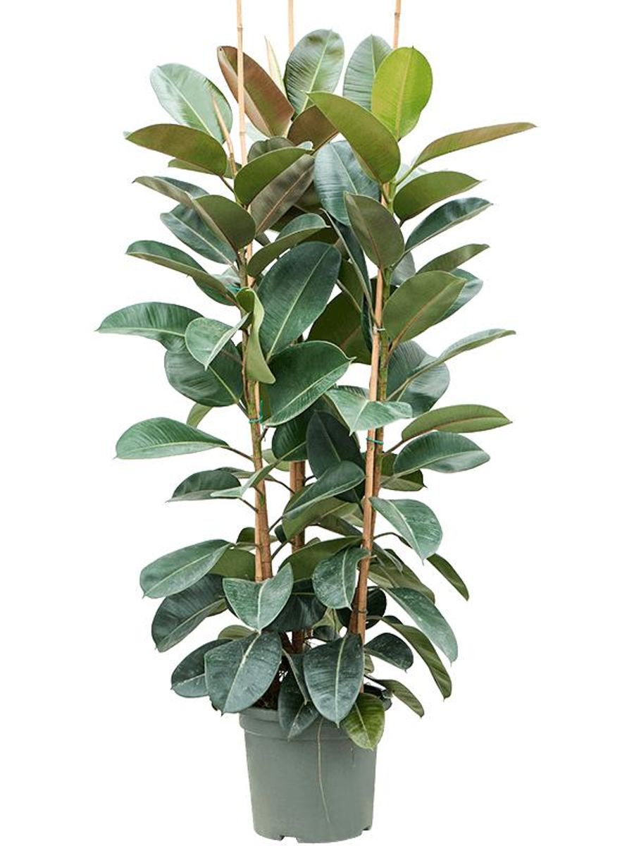 Ficus elastica 'Robusta' — Plant Wholesale FlorAccess