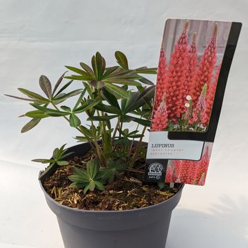 Lupinus WEST COUNTRY BEEFEATER — Plant Wholesale FlorAccess