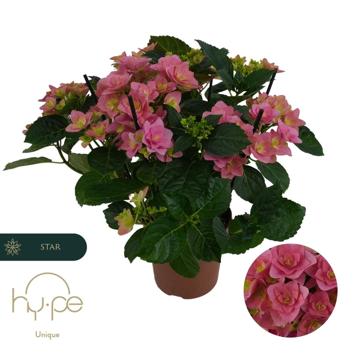 Hydrangea macrophylla 'Double Dutch Pink' — Plant Wholesale FlorAccess