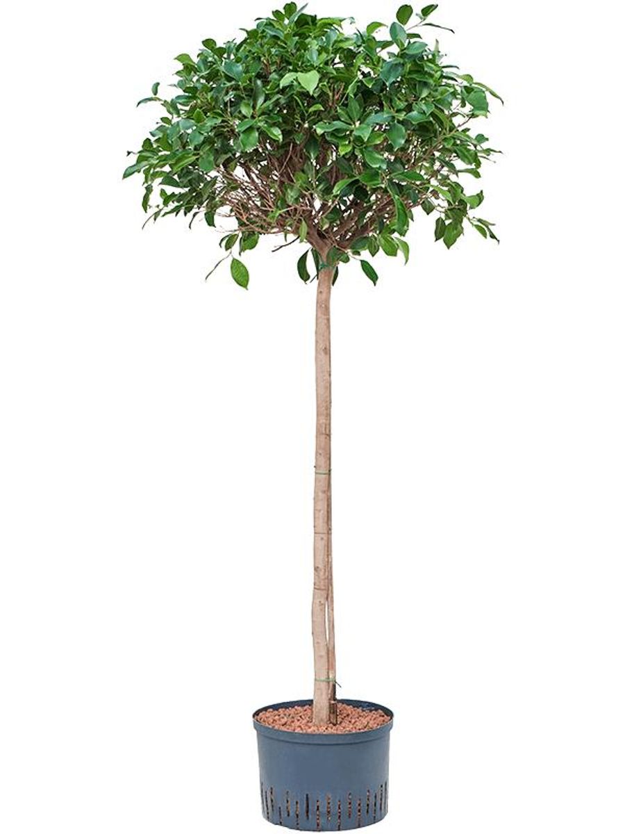 Ficus microcarpa 'Nitida' — Plant Wholesale FlorAccess
