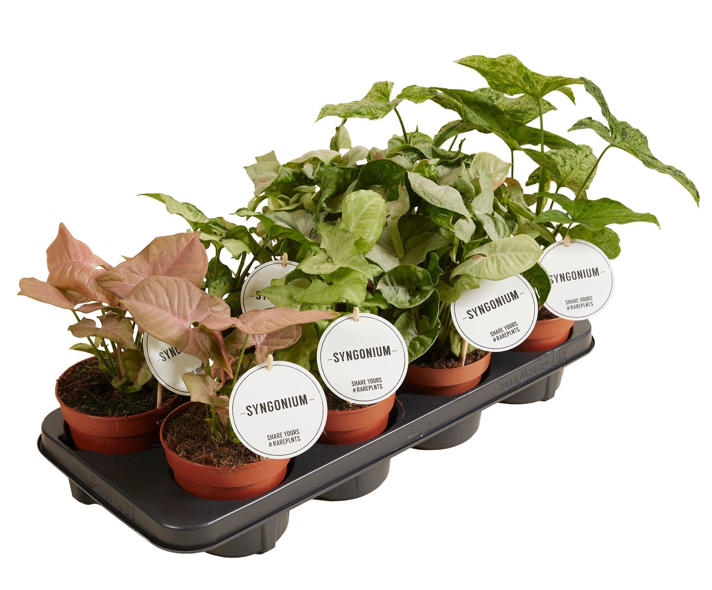 Syngonium MIX — Plant Wholesale FlorAccess
