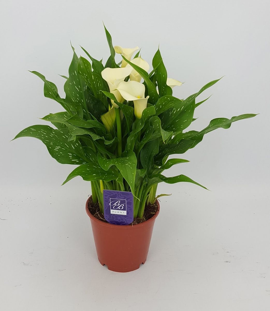 Zantedeschia 'White Flirt' — Plant Wholesale FlorAccess