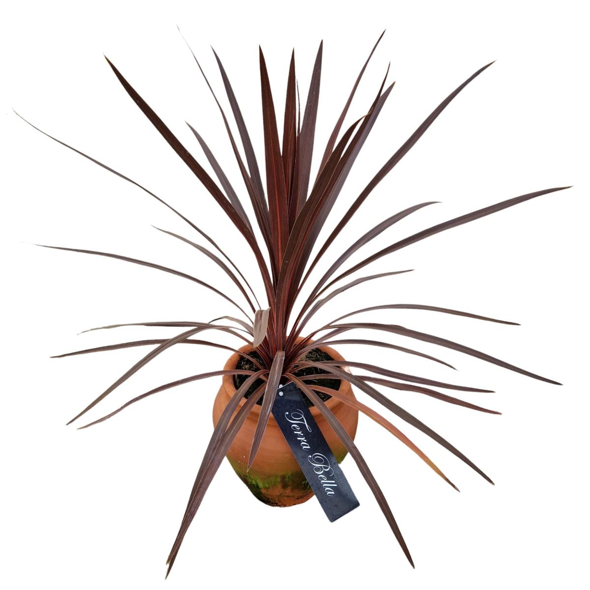 Cordyline australis 'Red Star' — Plant Wholesale FlorAccess
