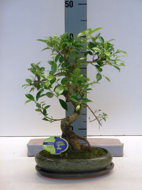 Ficus microcarpa — Рослини оптом FlorAccess